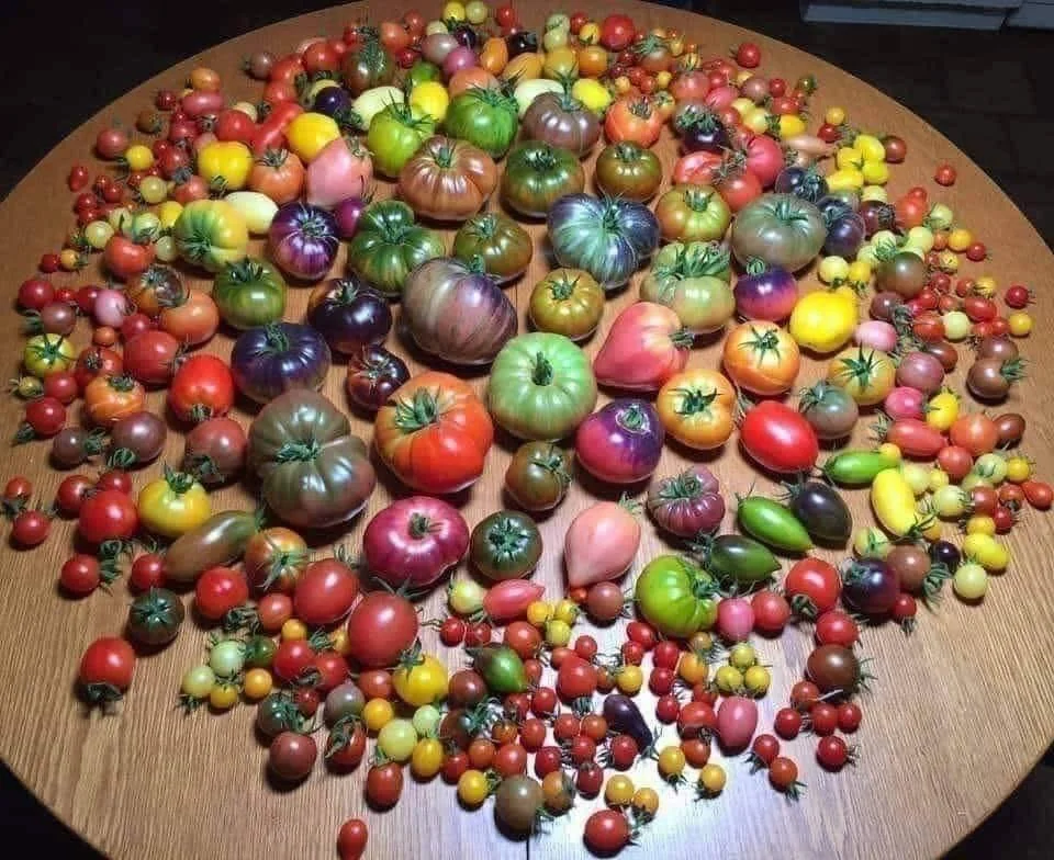 30 Types of Tomatoes: Exploring Different Varieties – Breaking ... 30 Types of Tomatoes: Exploring Different Varieties – Breaking ...